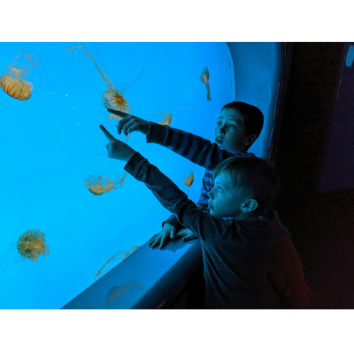 Things To Do This Christmas 2024 At Merlin SEA LIFE Aquarium In The ...